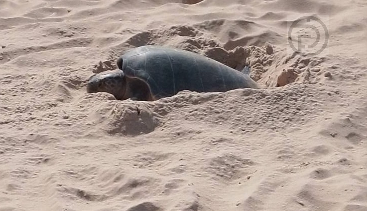 Sea Turtle Lays 125 Eggs on Karon Beach - The Phuket Express